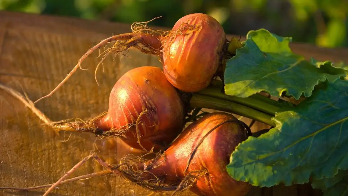 What is A Golden Beet?