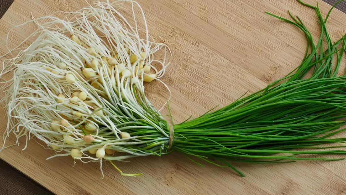 Are Wild Chives Safe To Consume?