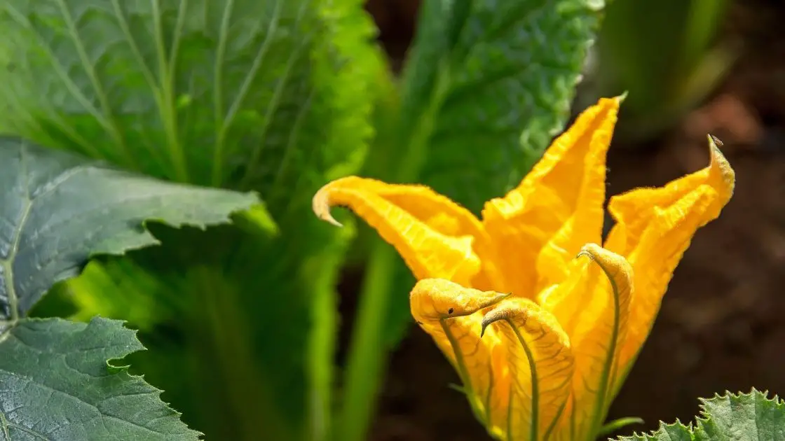 5 Health Benefits of Zucchini Leaves