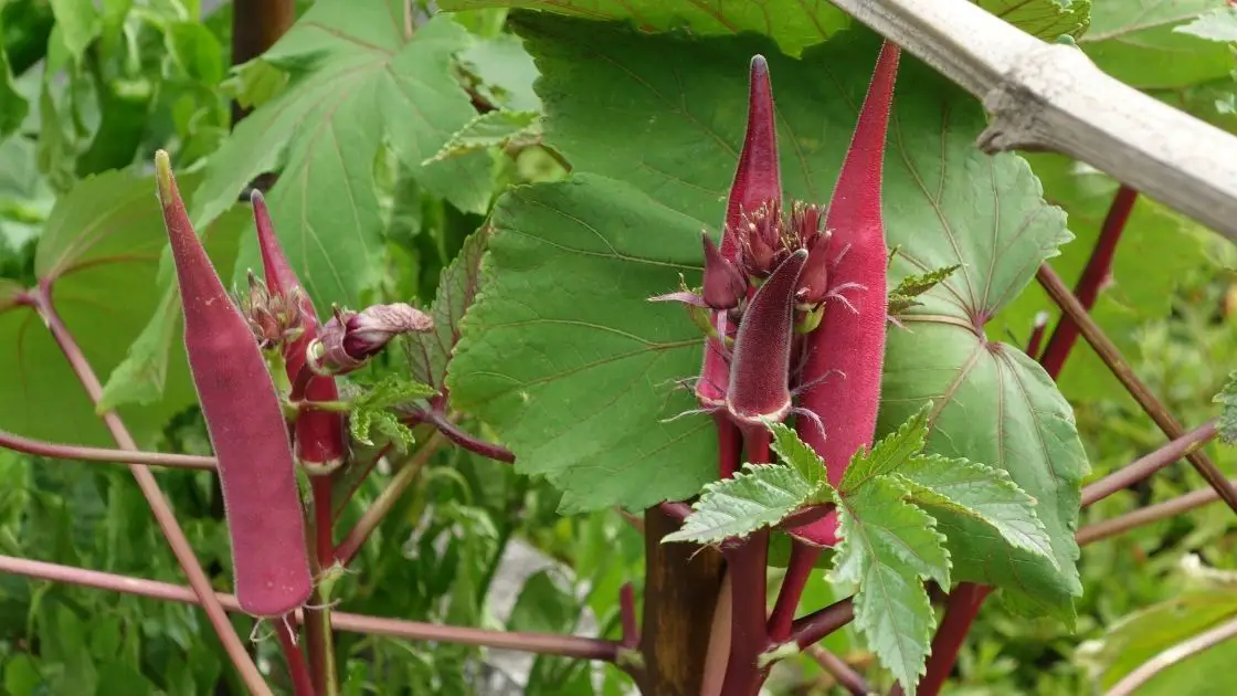What Are The Nutritional Benefits of Red Okra?