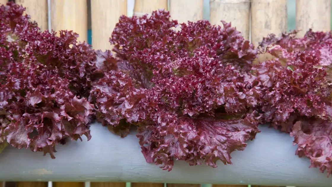 Batavia Lettuce: A Guide