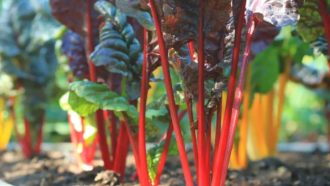 What Are The Nutritional Benefits of Eating Silverbeet? Know Your Greens!