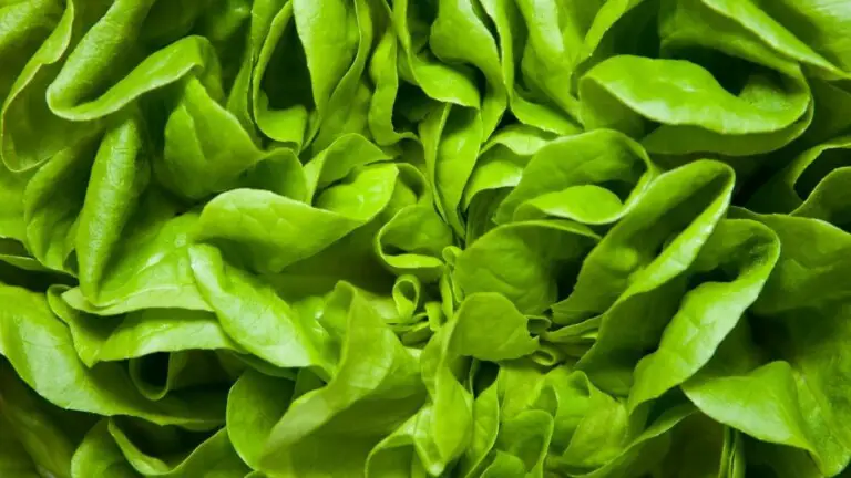 What is Bibb Lettuce? What Are Its Benefits?