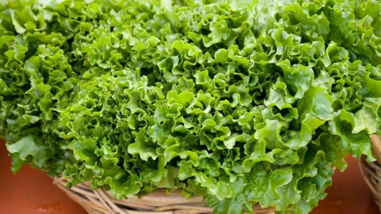 What is Bibb Lettuce? What Are Its Benefits?