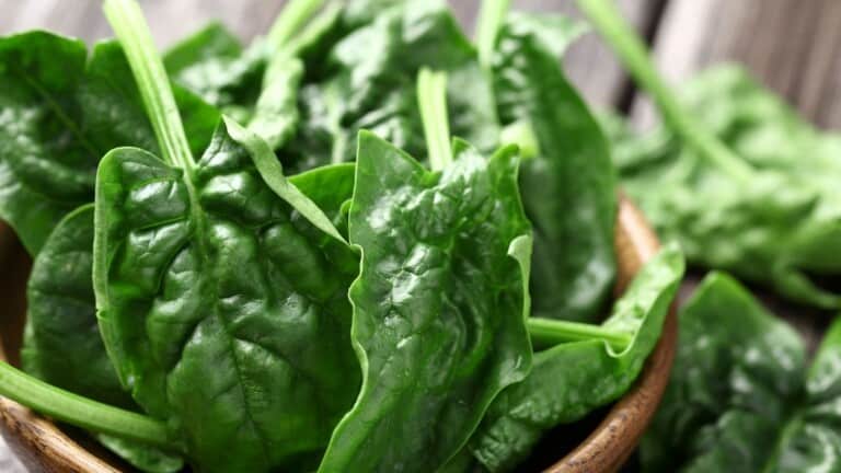What Are The Different Types of Spinach?