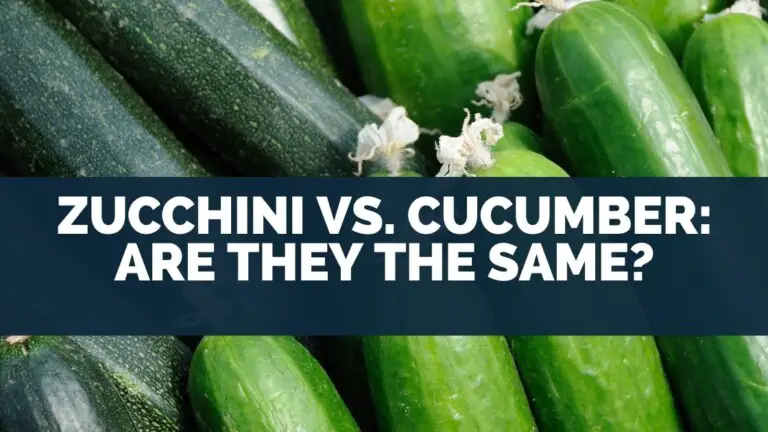 Zucchini vs. Cucumber: Are They The Same?